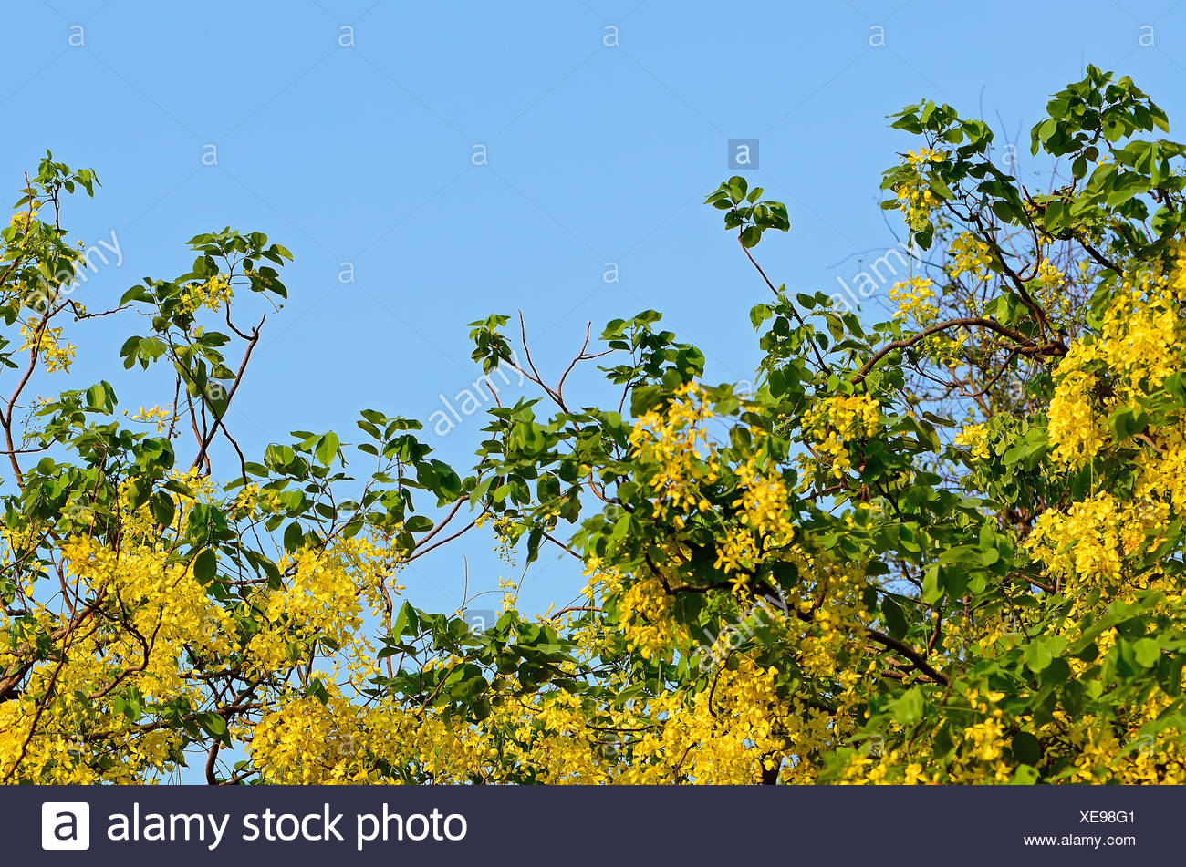 Golden Flower Tree Stock Photos & Golden Flower Tree Stock Images - Alamy