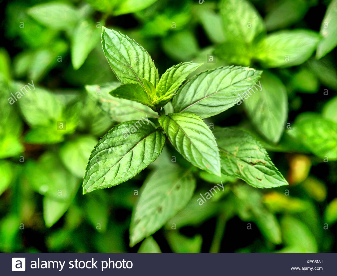 Peppermint Tree Stock Photos & Peppermint Tree Stock Images - Alamy