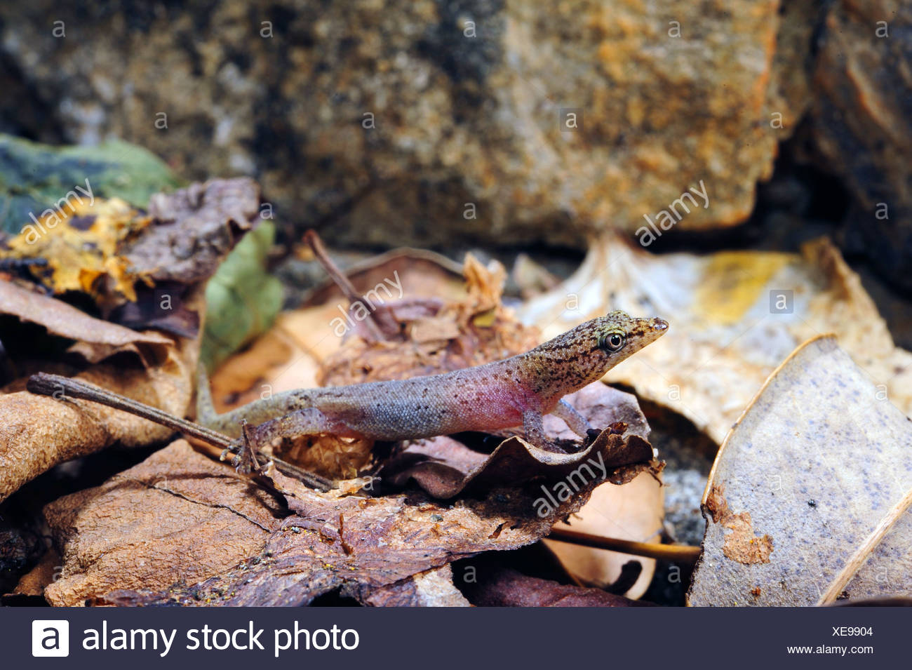 Spotted Dwarf Gecko High Resolution Stock Photography and Images - Alamy