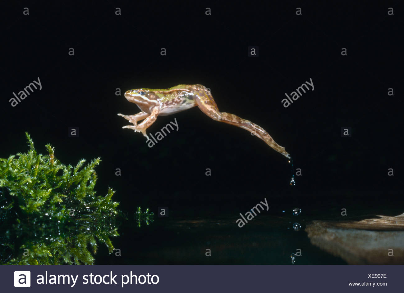 Frog Jumping Into Water High Resolution Stock Photography and Images ...