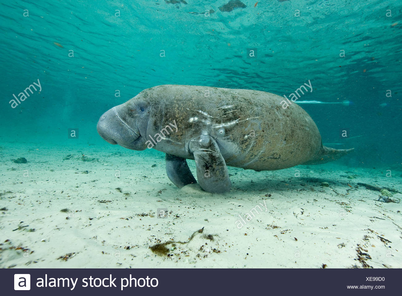 Manatee Boat Propeller High Resolution Stock Photography and Images - Alamy