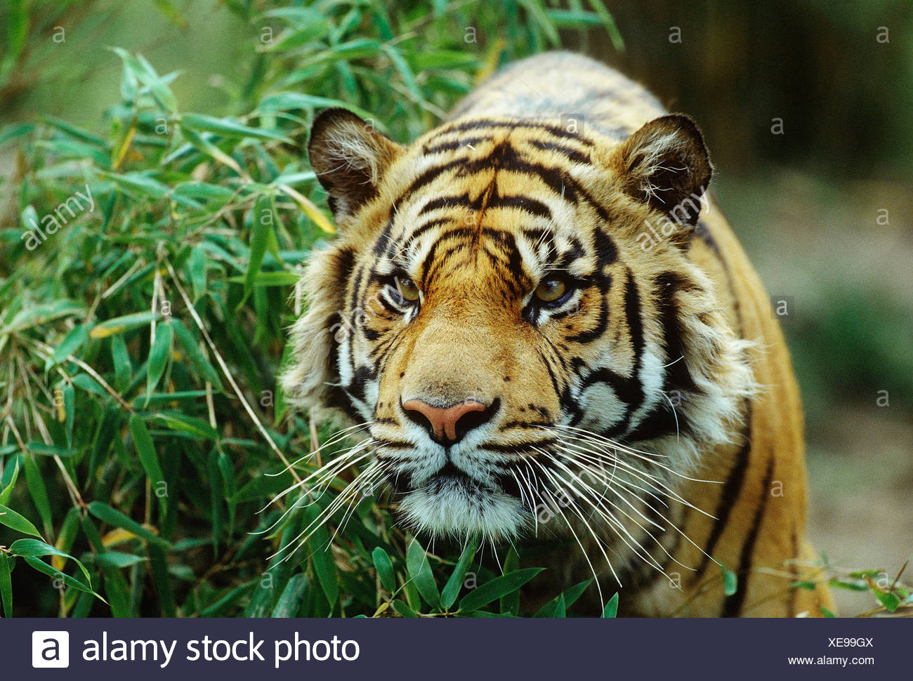 Tiger Teeth Stock Photos & Tiger Teeth Stock Images - Alamy