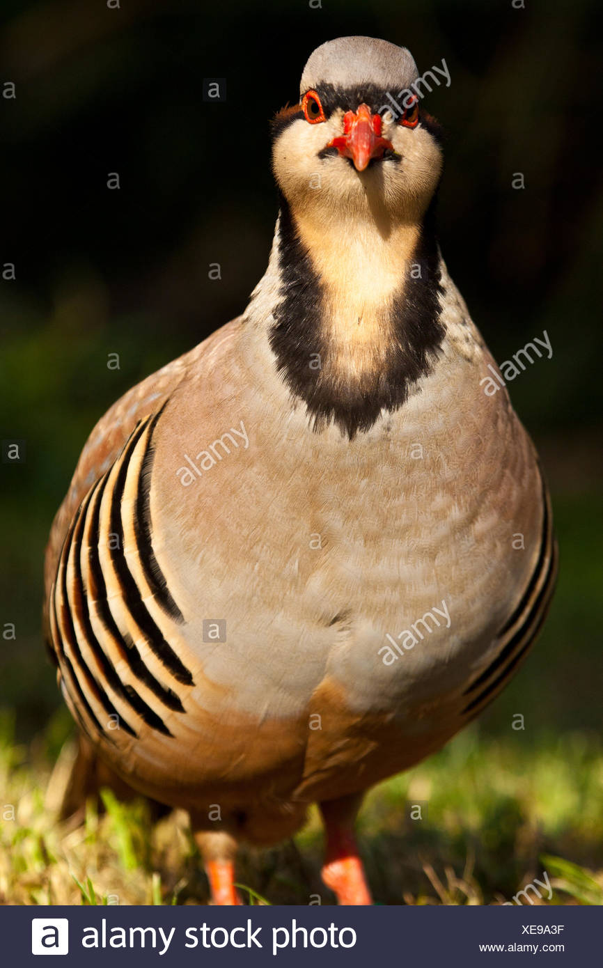 Flying Partridge Stock Photos & Flying Partridge Stock Images - Alamy
