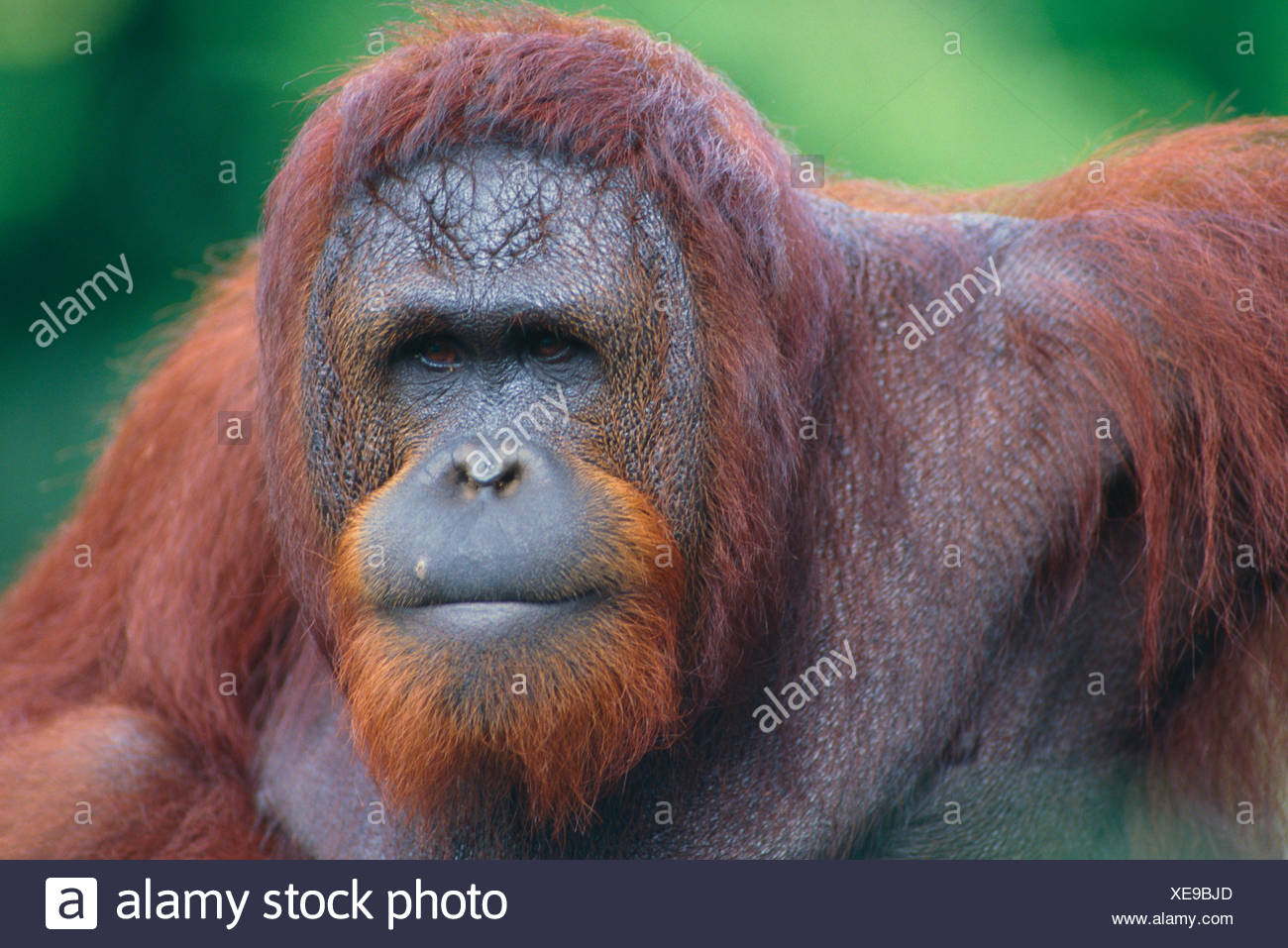 Anthropoid High Resolution Stock Photography and Images - Alamy