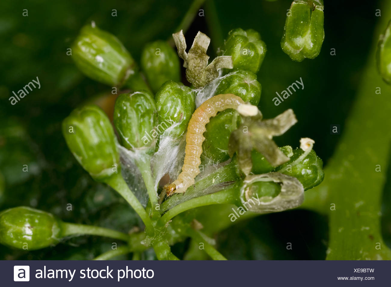 Moth Nests High Resolution Stock Photography and Images - Alamy