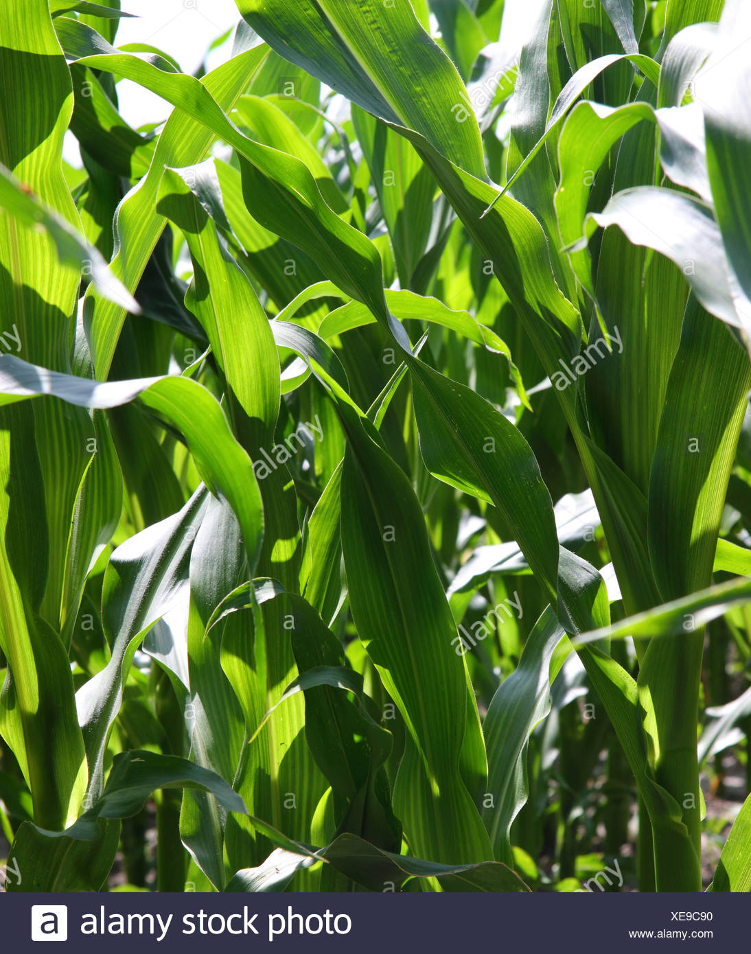 Corn Leaves High Resolution Stock Photography and Images - Alamy
