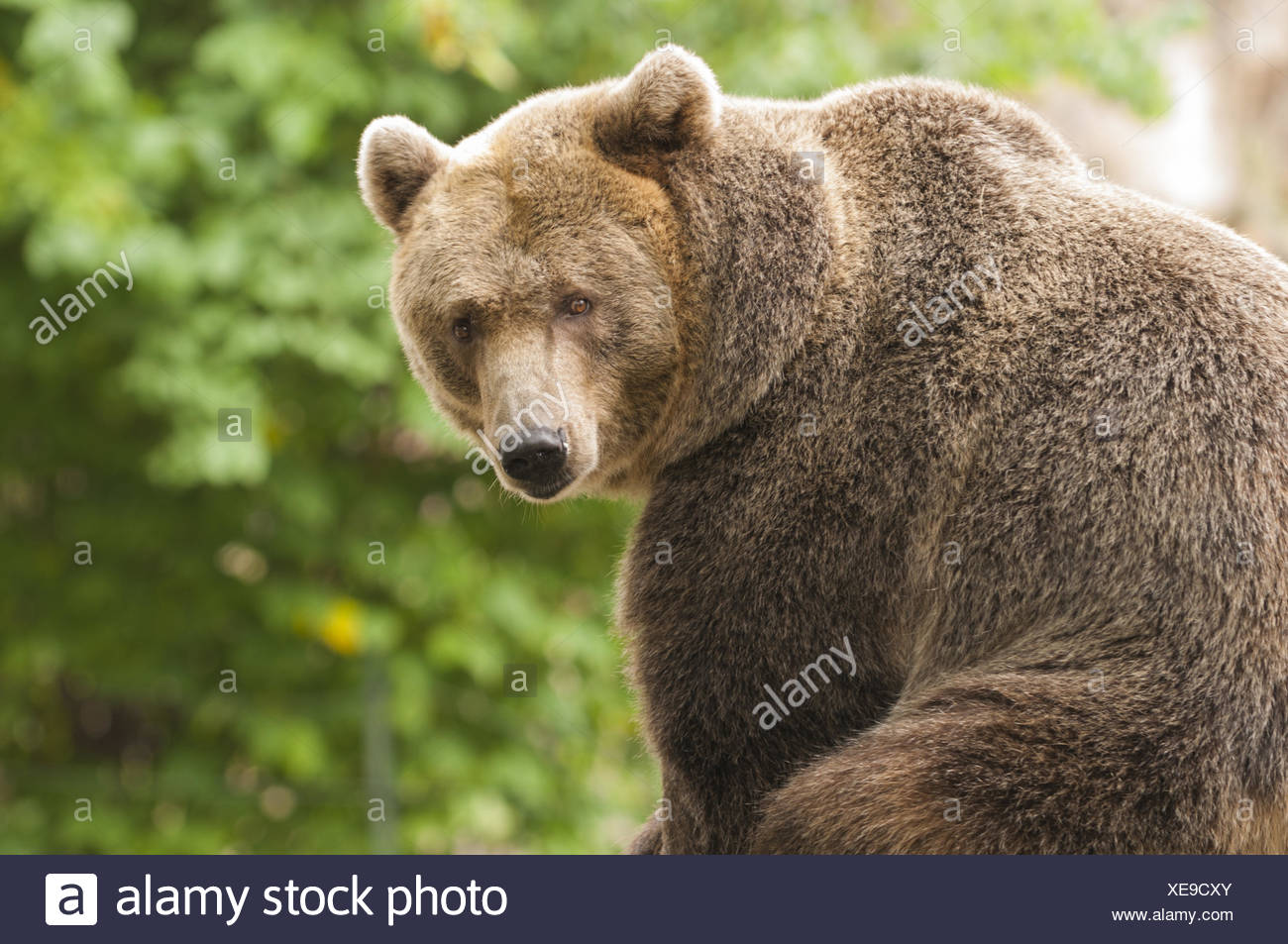 Grizzly Bear Eyes Stock Photos & Grizzly Bear Eyes Stock Images - Alamy
