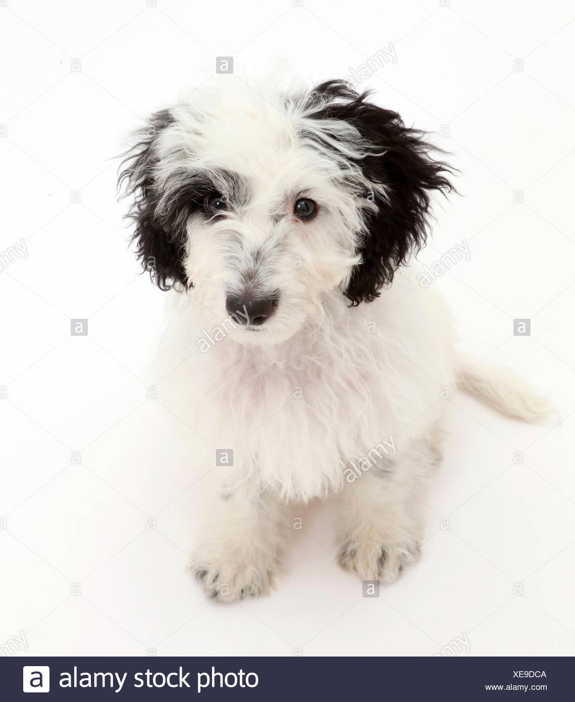 Cockapoo High Resolution Stock Photography and Images - Alamy