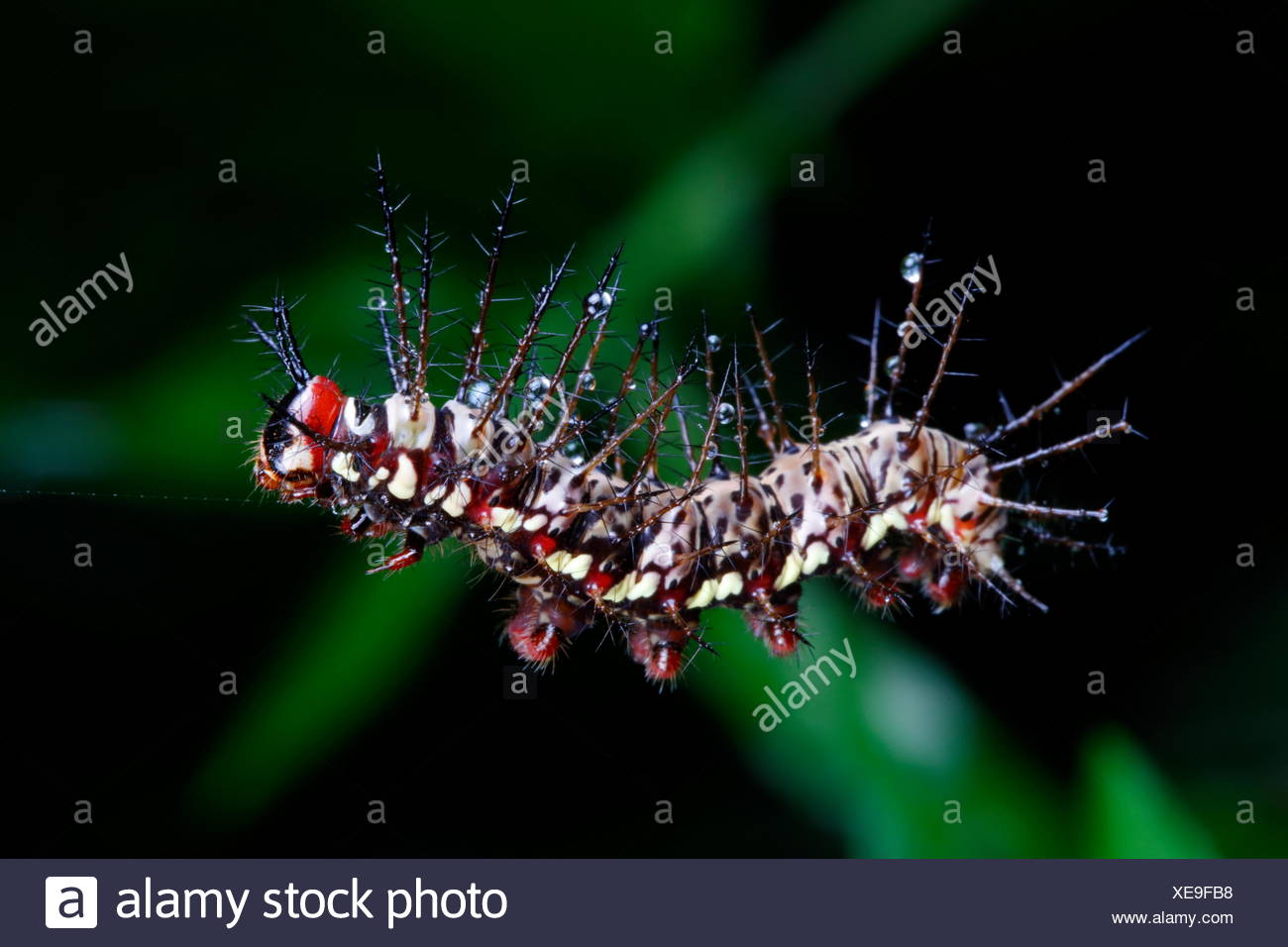 Venomous Caterpillar Stock Photos & Venomous Caterpillar Stock Images ...