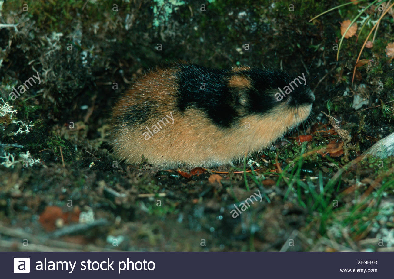Norway Lemming High Resolution Stock Photography and Images - Alamy