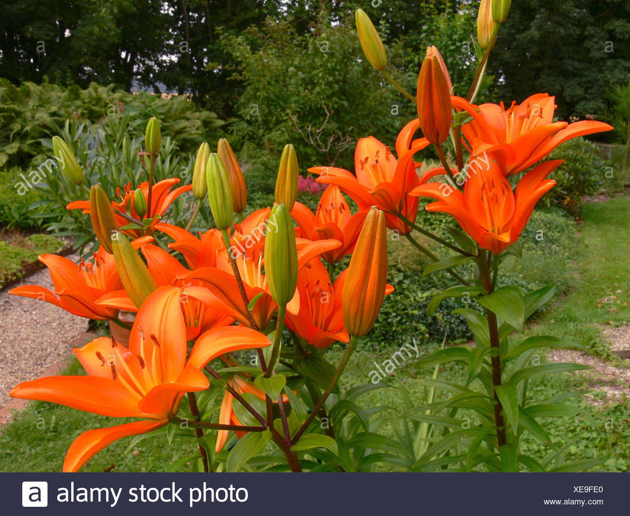 Fire Lilies Stock Photos & Fire Lilies Stock Images - Alamy