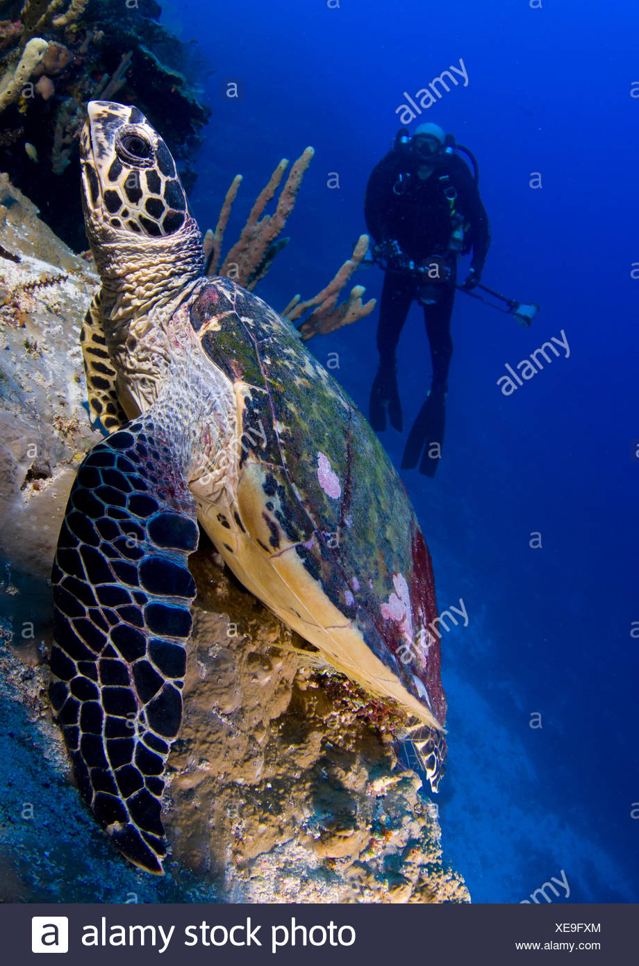 Solomon Islands Wildlife Stock Photos & Solomon Islands Wildlife Stock ...