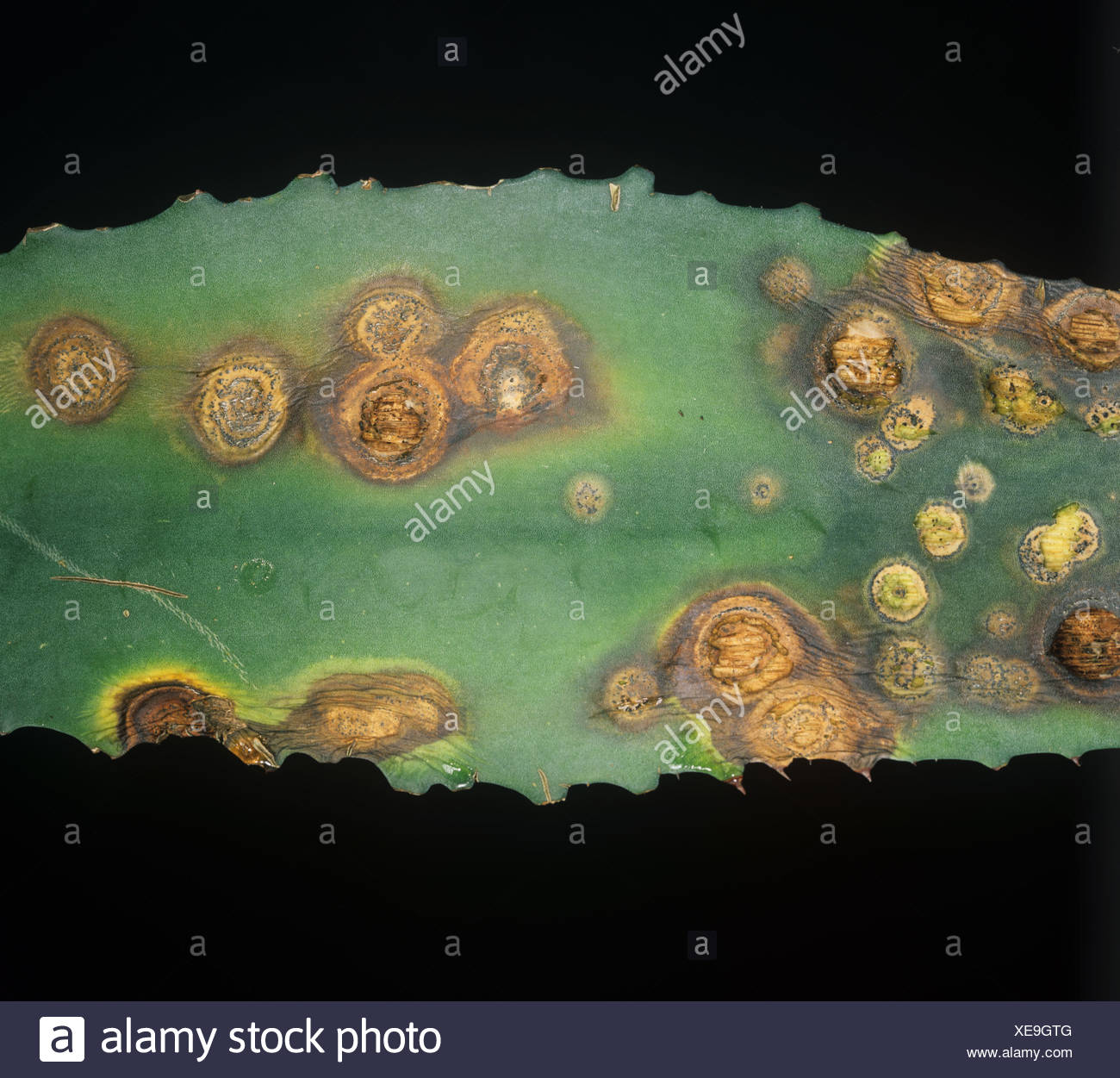Colletotrichum Sp High Resolution Stock Photography and Images - Alamy