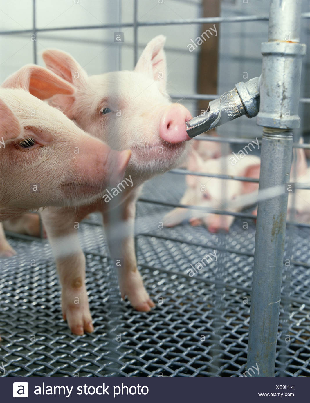 Yorkshire Landrace Piglets Stock Photos & Yorkshire Landrace Piglets ...