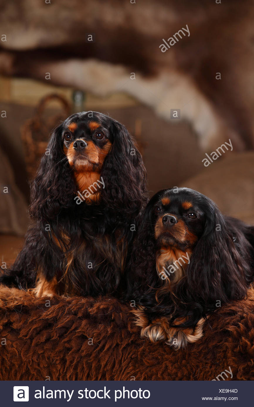 Black And Tan Cavalier King Charles Spaniel Stock Photos & Black And ...