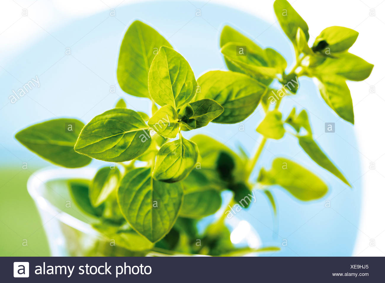 Origanum Vulgare Aureum High Resolution Stock Photography and Images ...