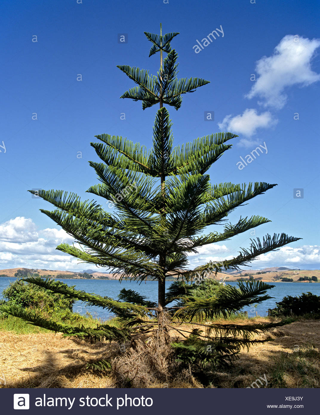 Araucaria Pine Trees High Resolution Stock Photography and Images - Alamy