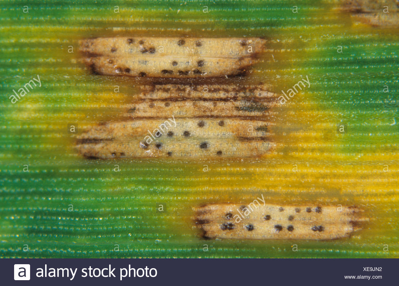 Septoria Leaf Blotch High Resolution Stock Photography and Images - Alamy
