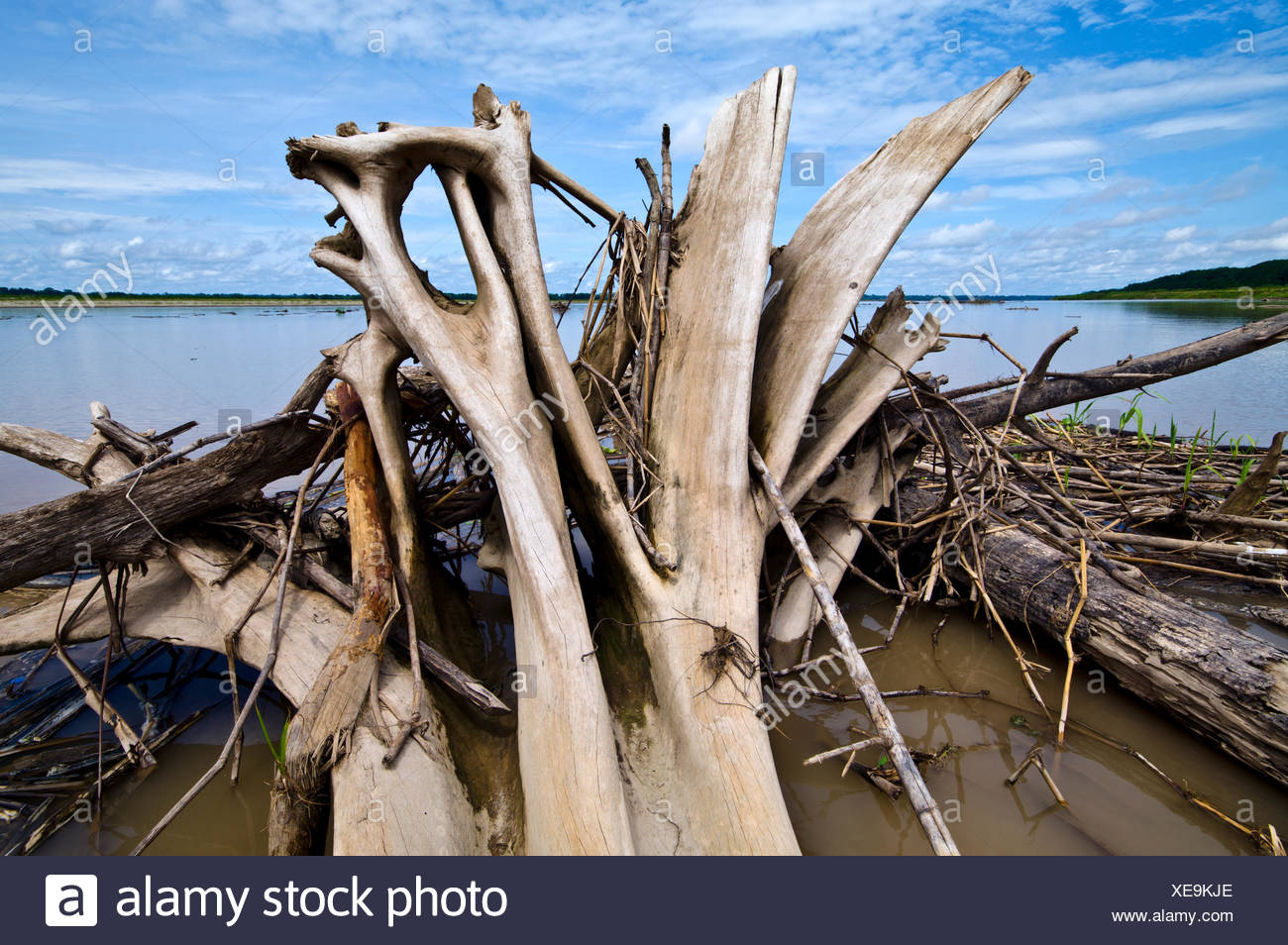 Rainforest Buttress Tree High Resolution Stock Photography and Images ...