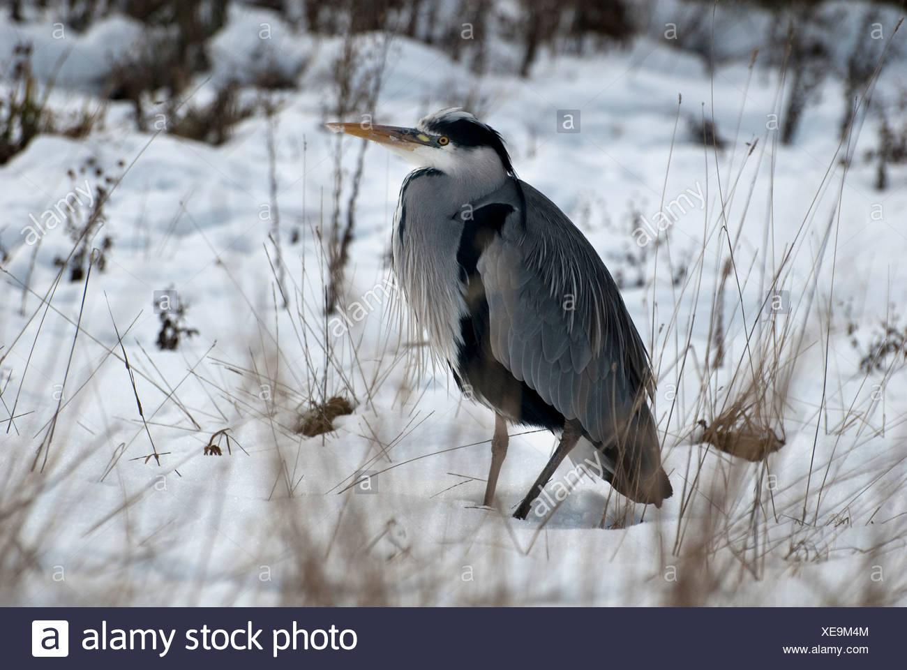 Grey Heron Uk Stock Photos & Grey Heron Uk Stock Images - Alamy