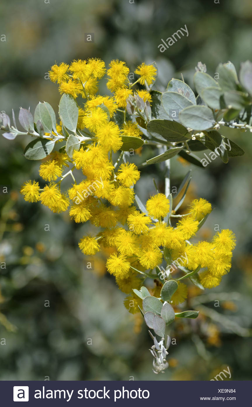 Akazienbaum High Resolution Stock Photography and Images - Alamy