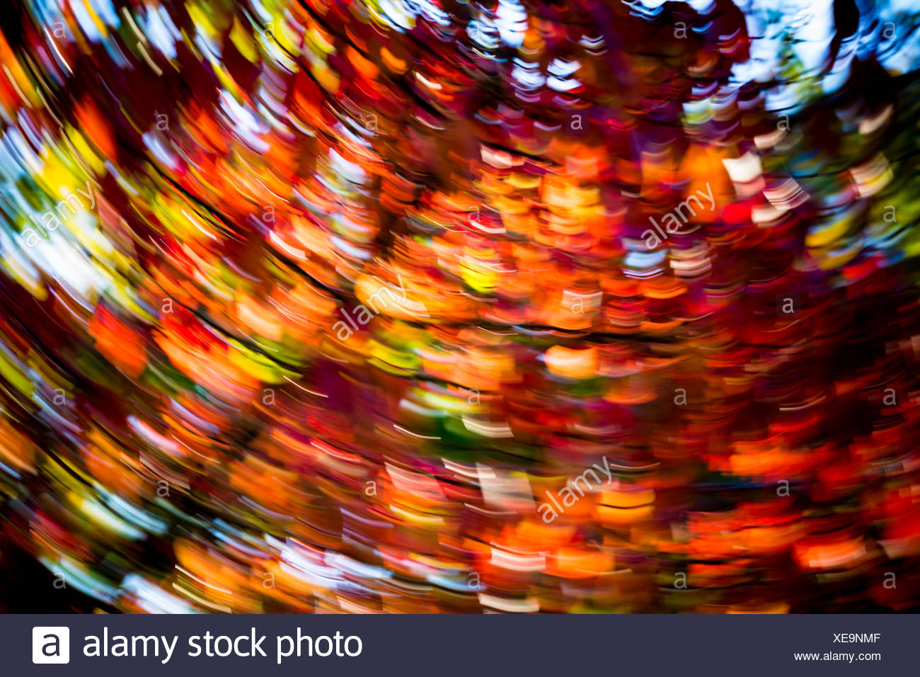 Distorted Leaves High Resolution Stock Photography and Images - Alamy