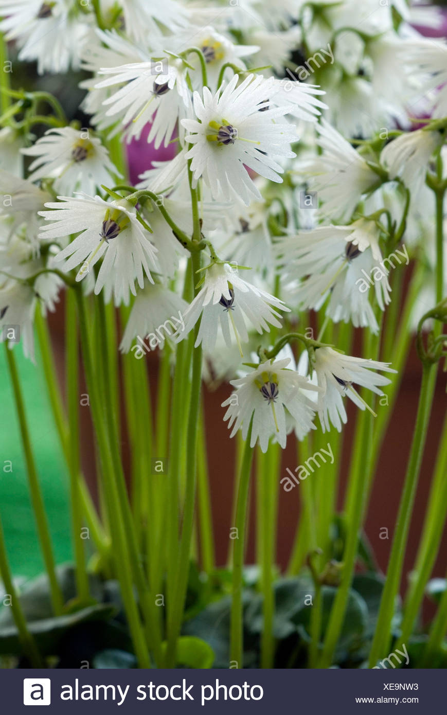 Soldanella Alpina Stock Photos & Soldanella Alpina Stock Images - Alamy