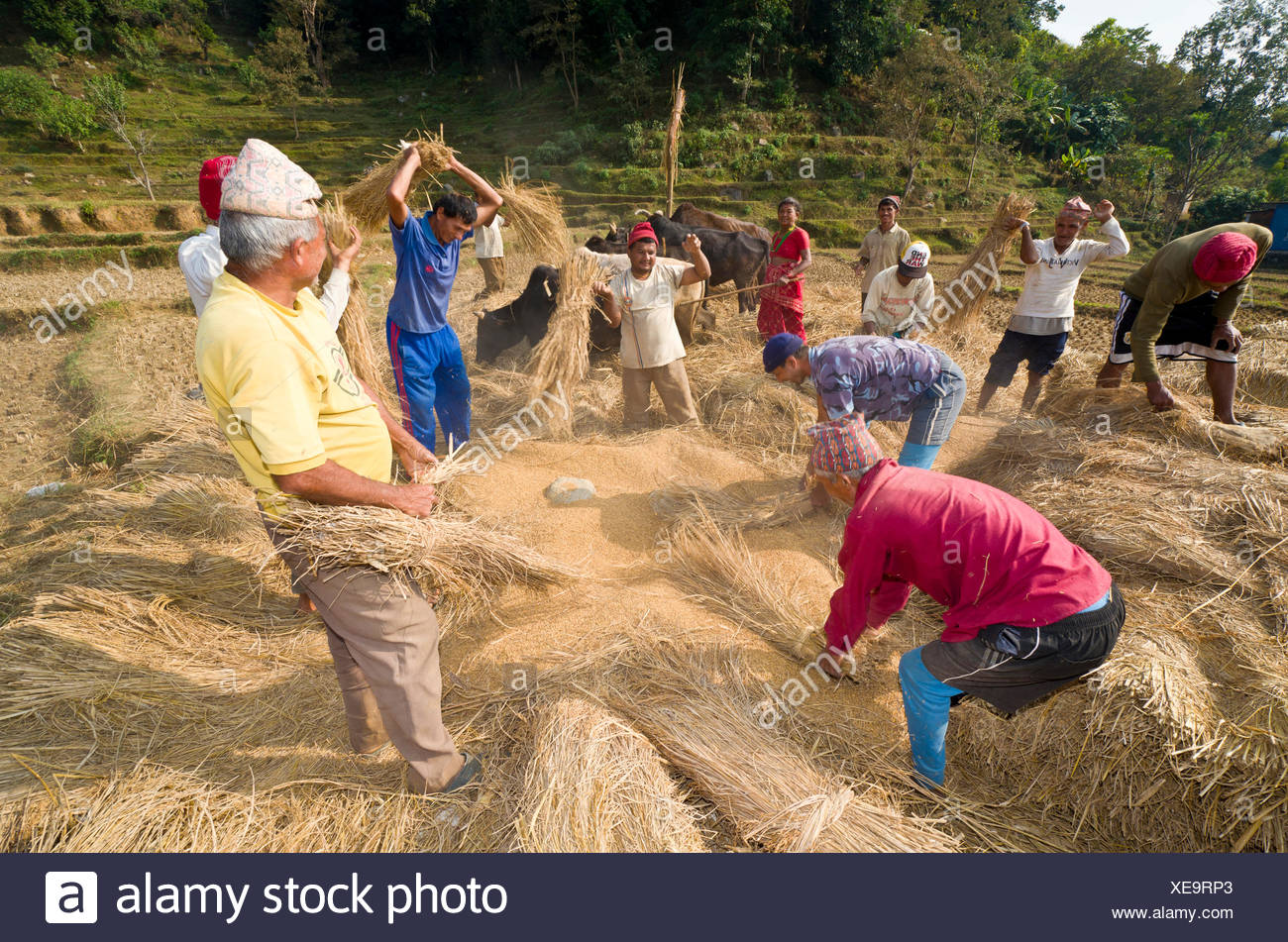 Crops Harvesting Man High Resolution Stock Photography and Images - Alamy
