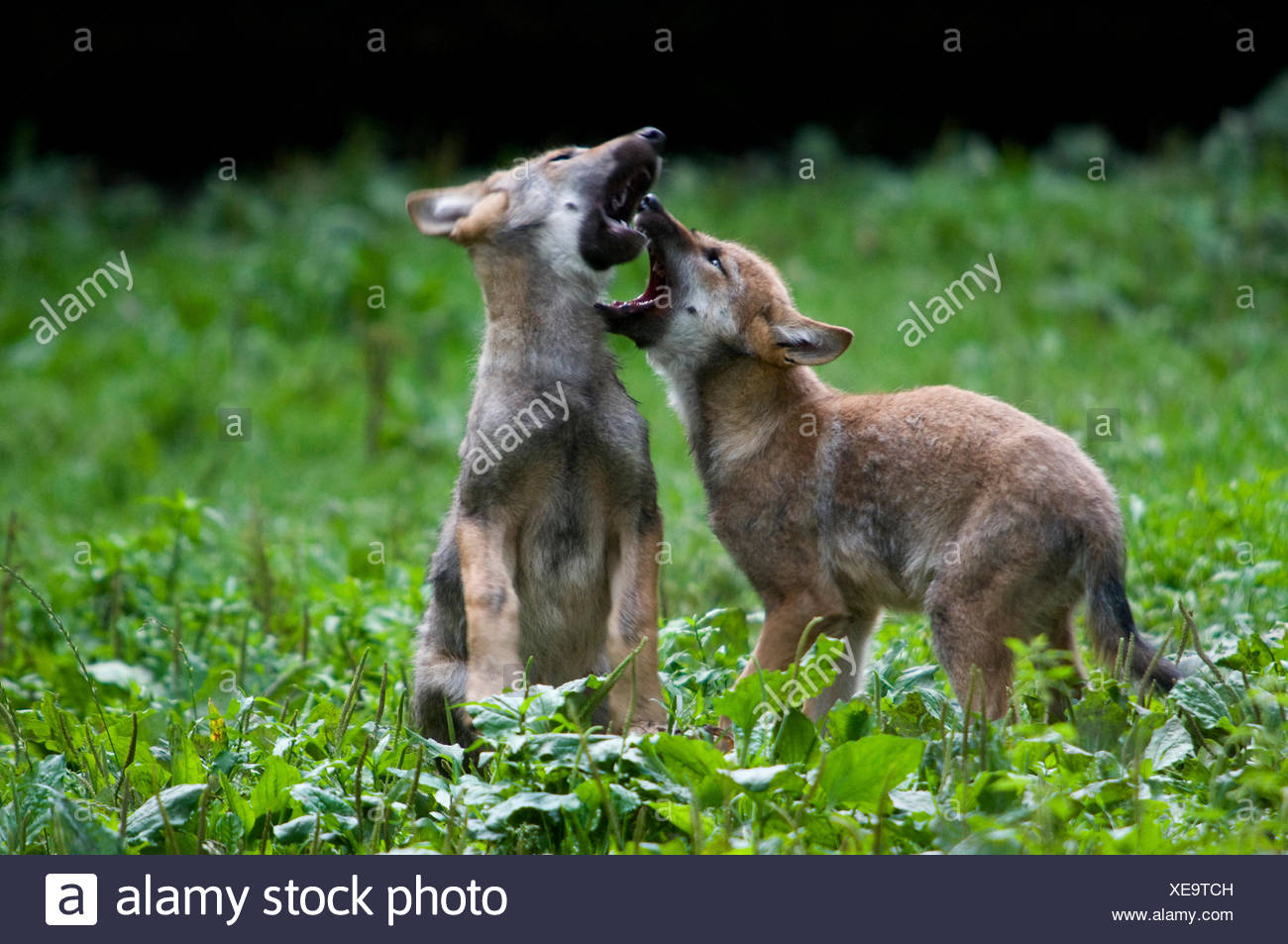 Two Fighting Wolves High Resolution Stock Photography and Images - Alamy