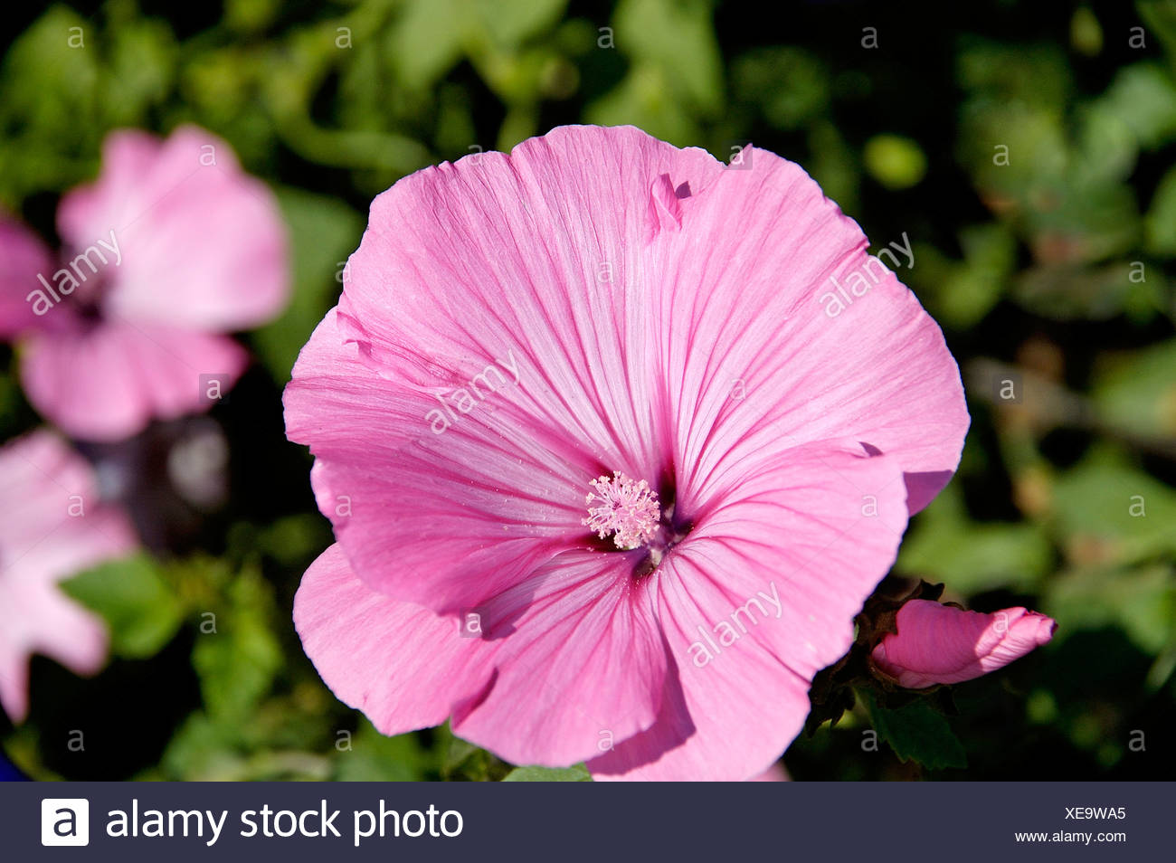 Mallow Color High Resolution Stock Photography and Images - Alamy