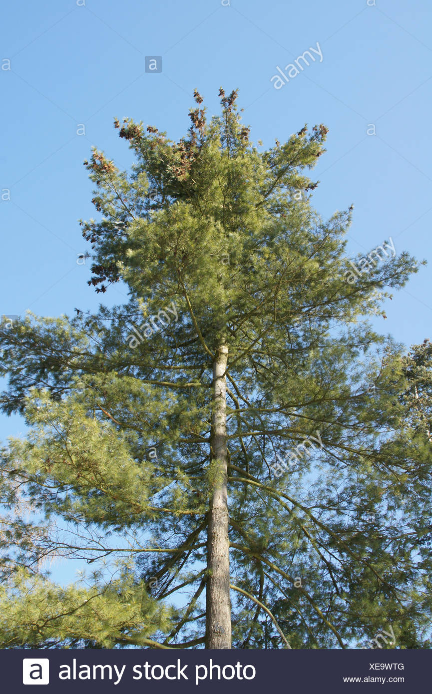 Trunk Bark Eastern White Pine High Resolution Stock Photography and ...