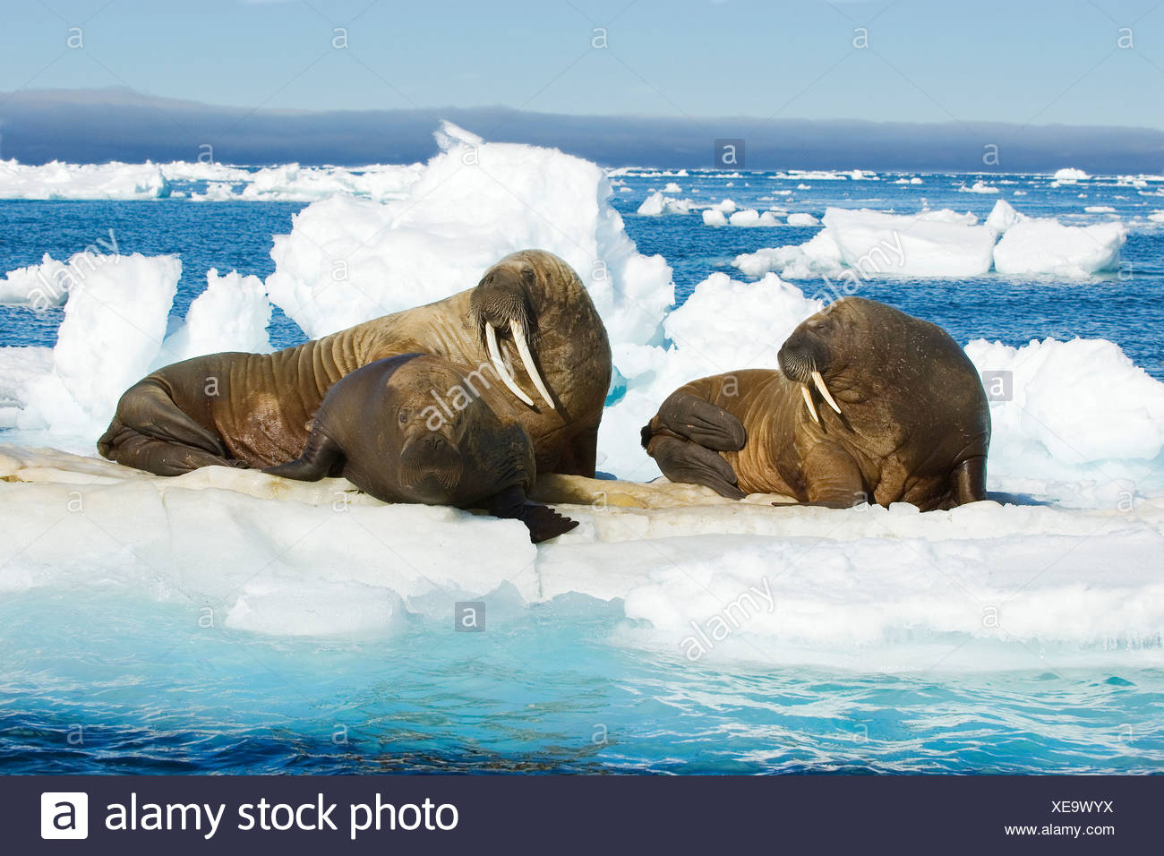 Female Walrus Stock Photos & Female Walrus Stock Images - Alamy
