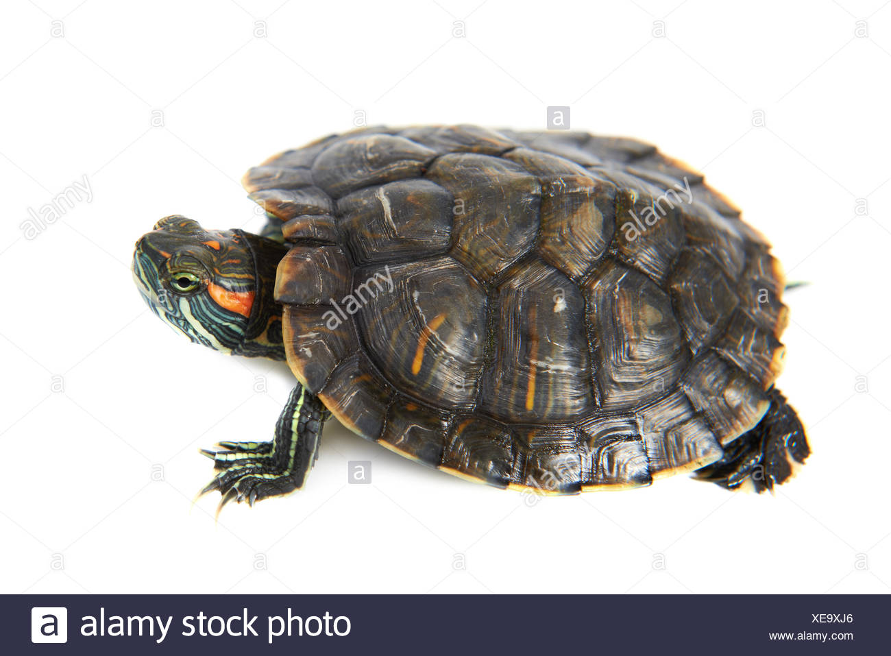 Red Ear Turtle High Resolution Stock Photography and Images - Alamy