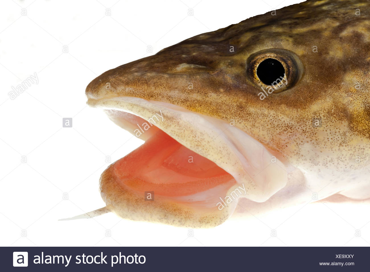 Burbot Fishing Stock Photos & Burbot Fishing Stock Images - Alamy