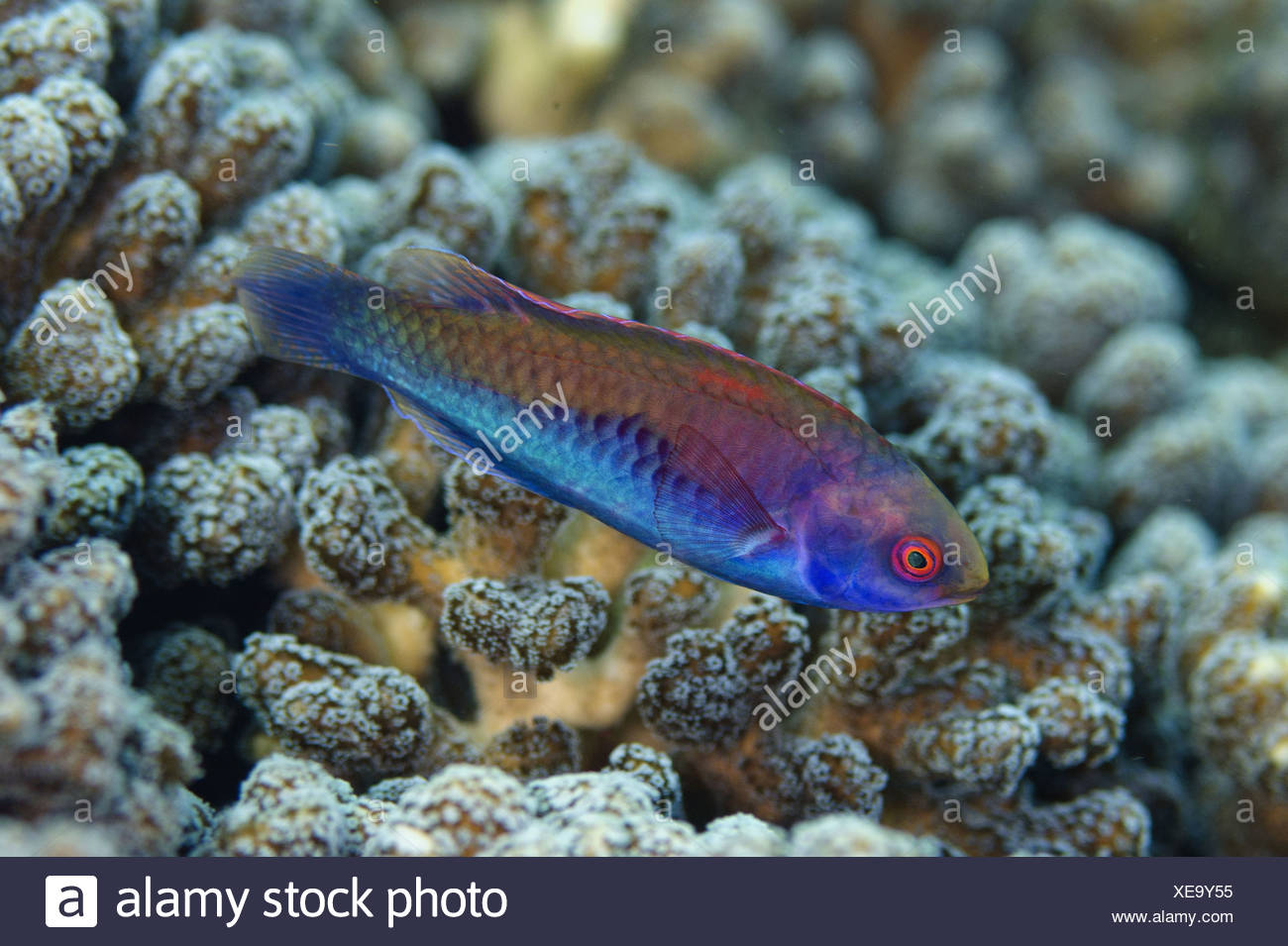 Fairy Wrasses High Resolution Stock Photography and Images - Alamy