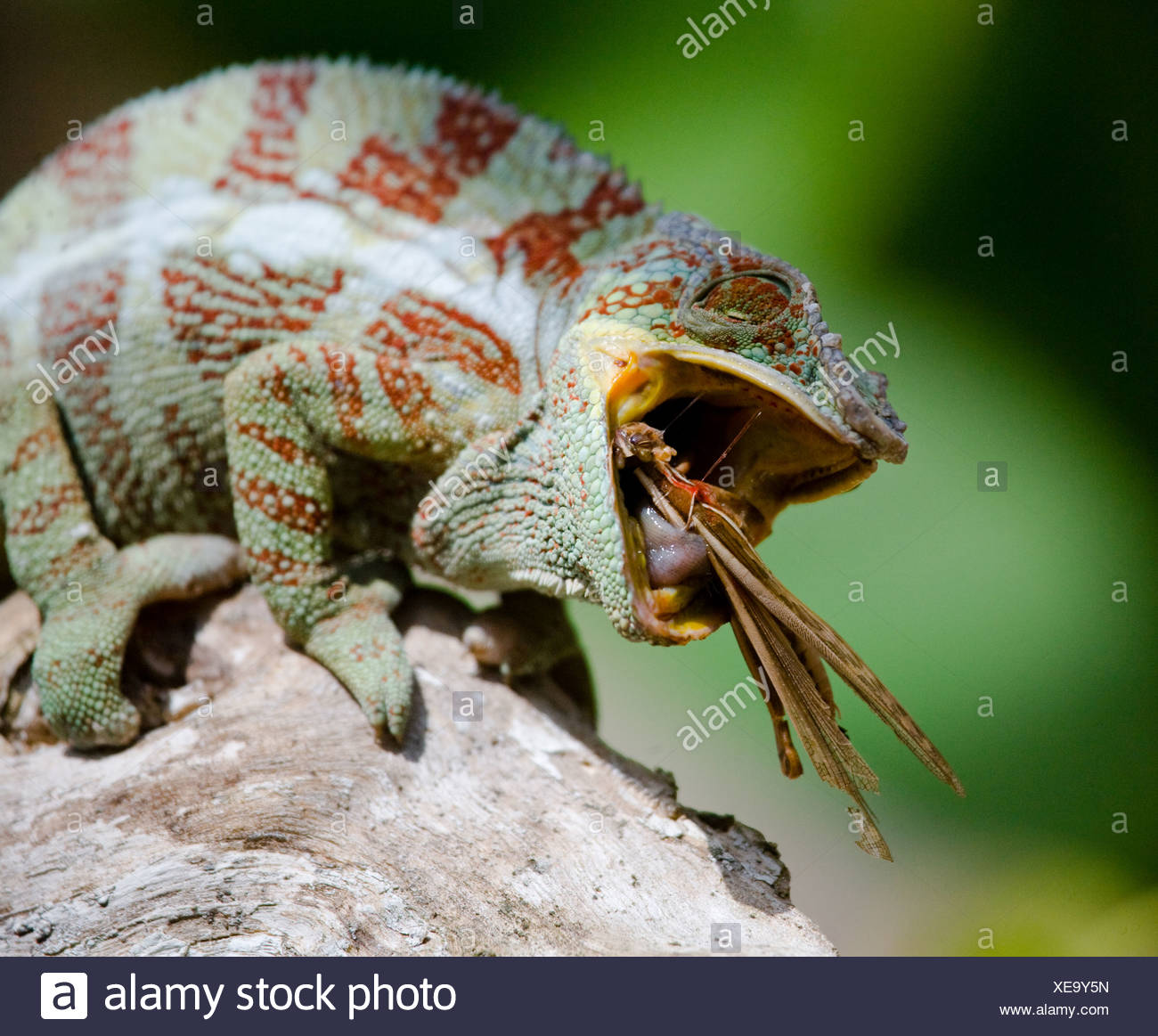Eating Insects Stock Photos & Eating Insects Stock Images - Alamy