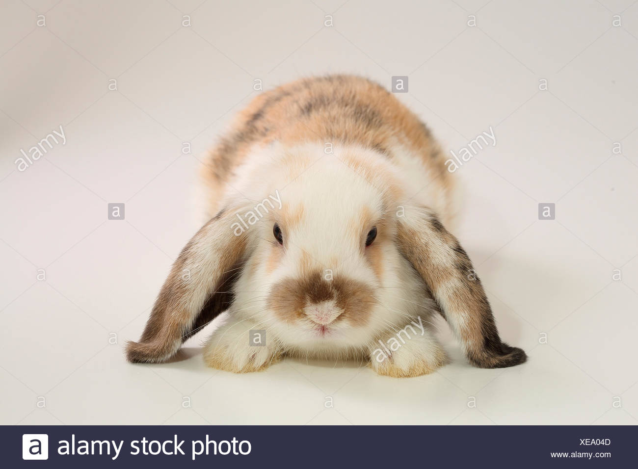 Front Facing Rabbit Stock Photos & Front Facing Rabbit Stock Images - Alamy