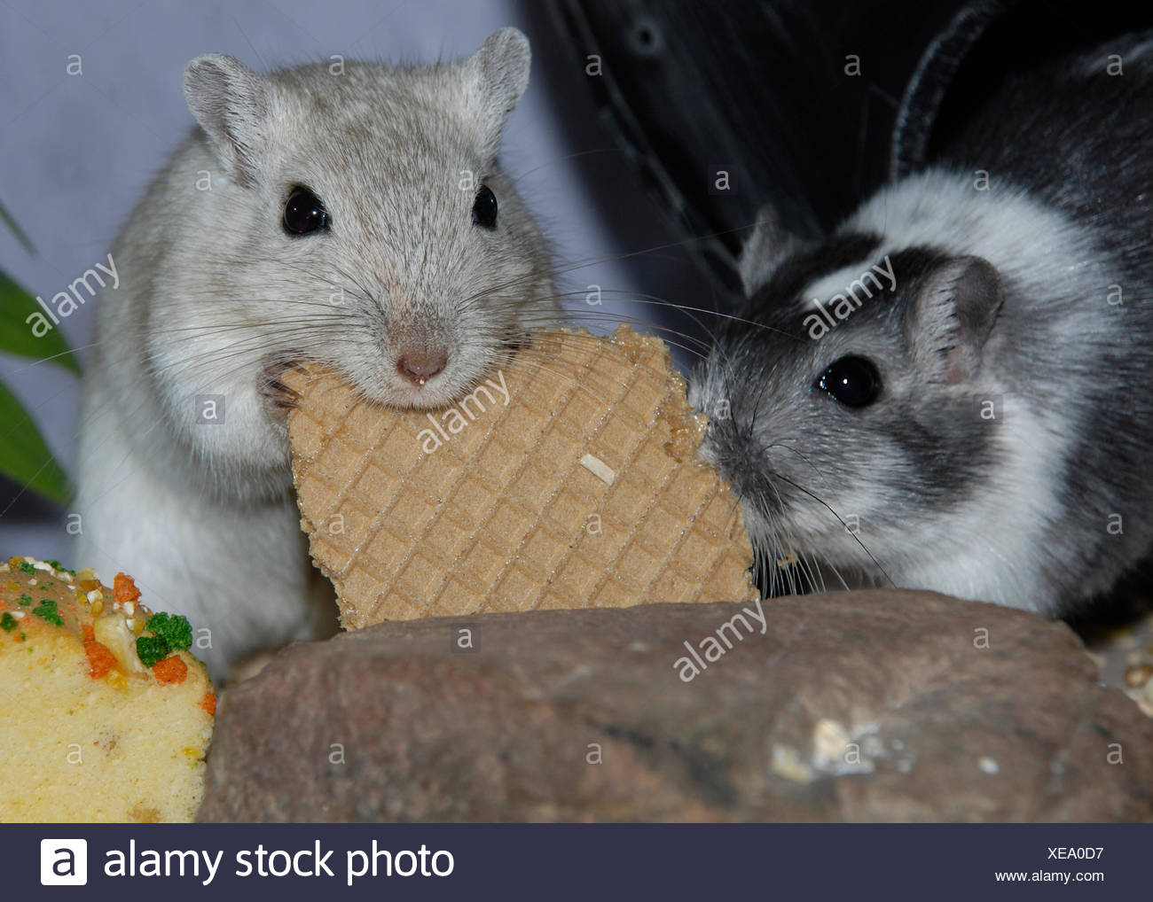 Mongolische Rennmaus High Resolution Stock Photography and Images - Alamy