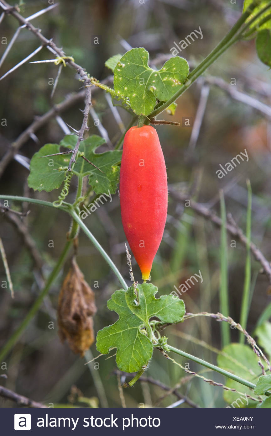 Marah Stock Photos & Marah Stock Images - Alamy