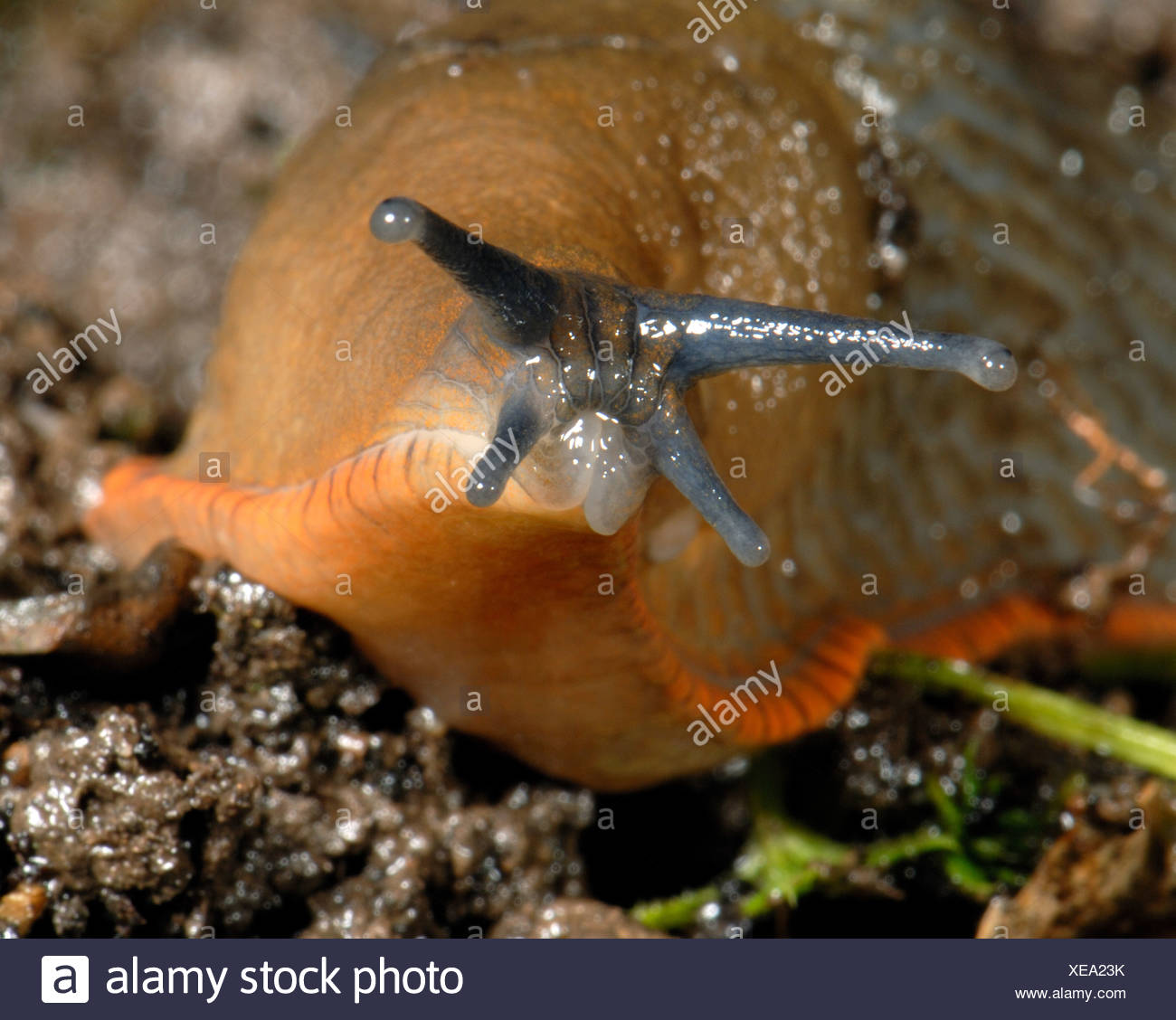 Orange Slug High Resolution Stock Photography and Images - Alamy