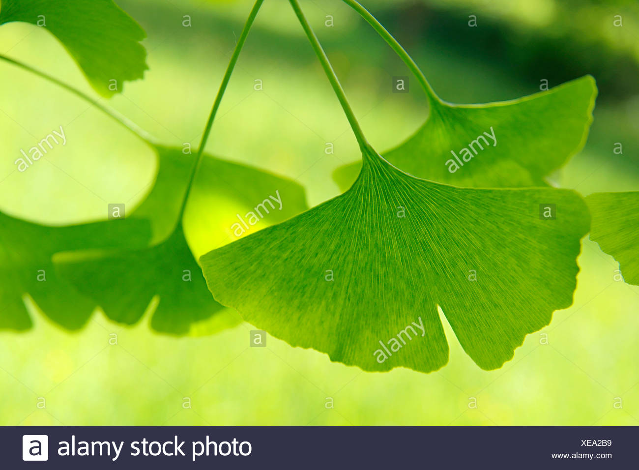 Gingkoes High Resolution Stock Photography and Images - Alamy