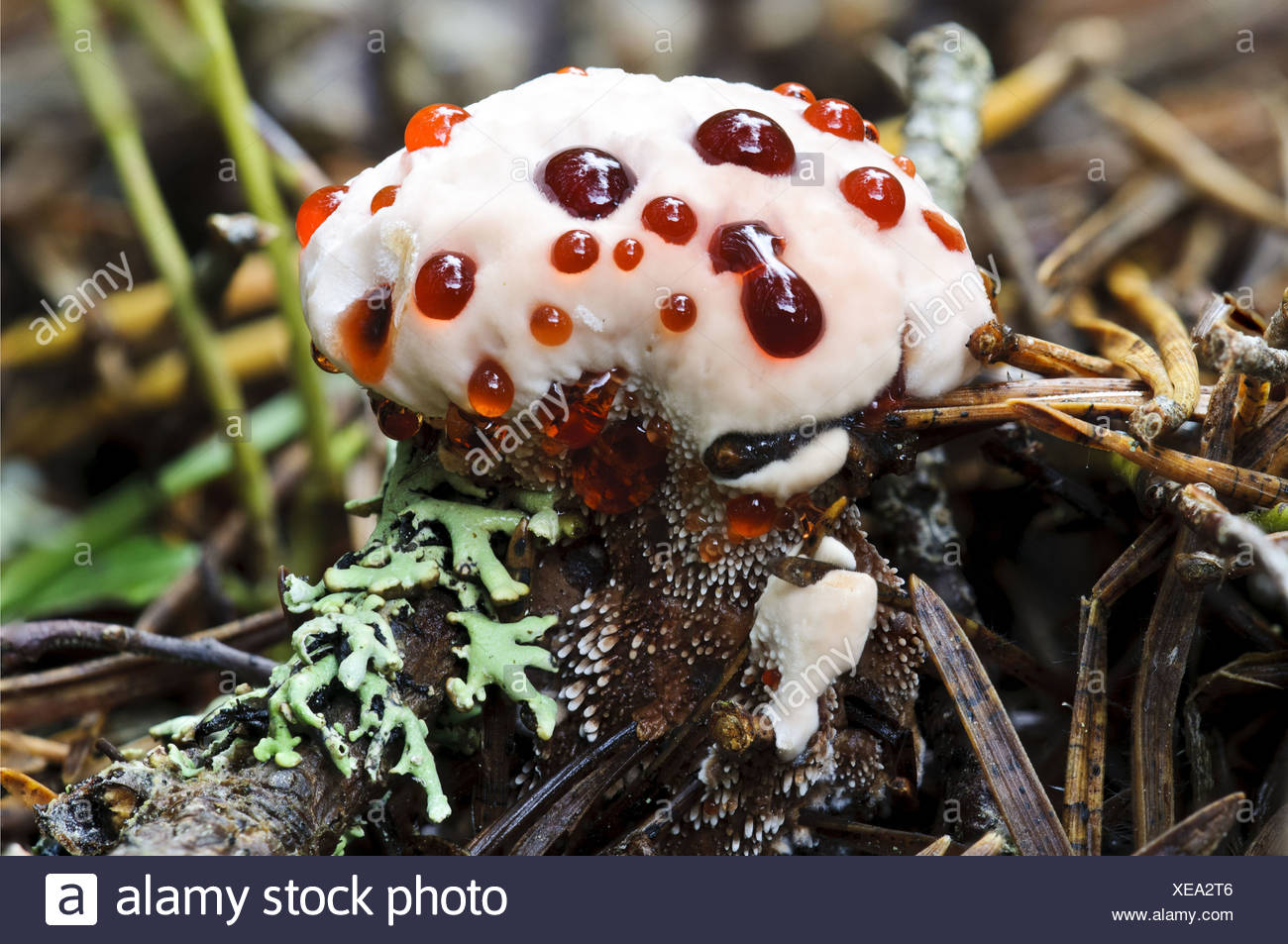 Bleeding Tooth Fungus Hydnellum Peckii Fruiting Body High Resolution ...