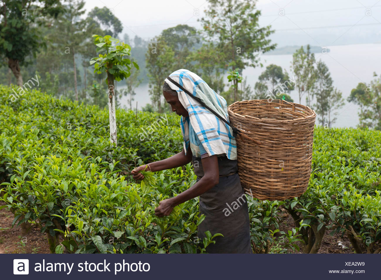 Female Tea Picker High Resolution Stock Photography and Images - Alamy