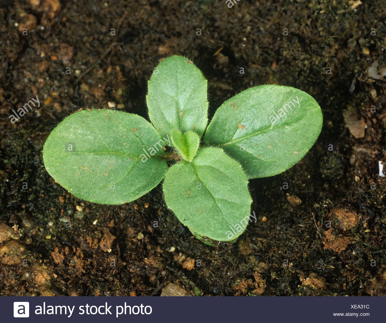 Four Round High Resolution Stock Photography and Images - Alamy