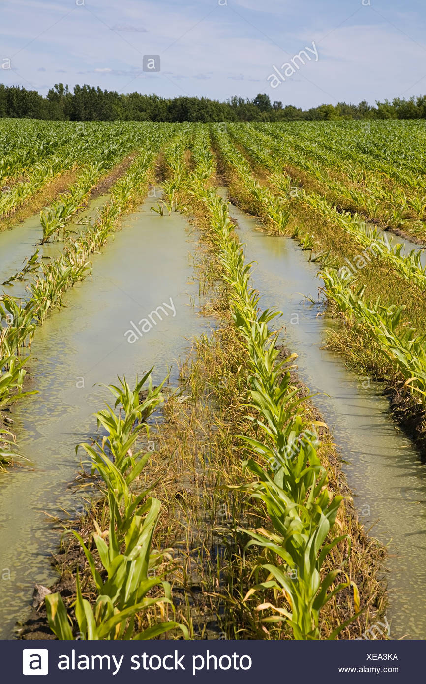 Flooded Stock Photos & Flooded Stock Images - Alamy