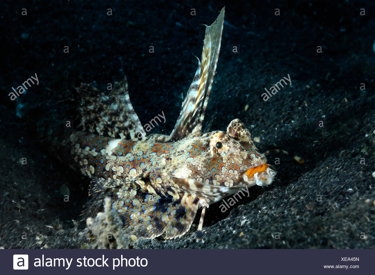 Pelvic Fins High Resolution Stock Photography and Images - Alamy