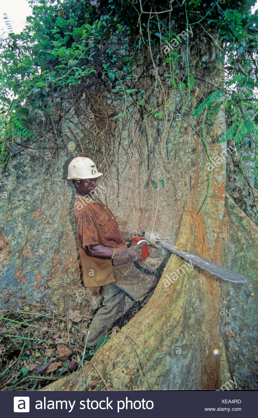 Tree Cutting Africa High Resolution Stock Photography and Images - Alamy
