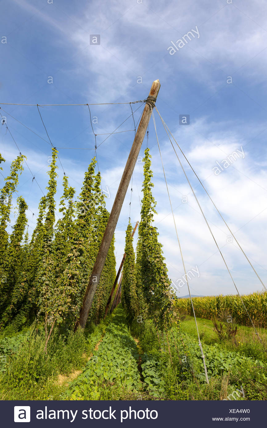 Hop Field High Resolution Stock Photography and Images - Alamy