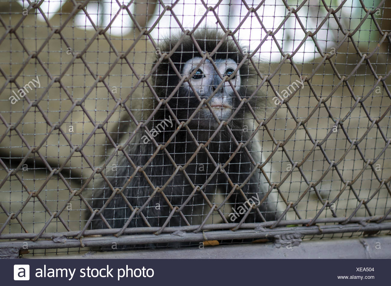 Monkey Crying High Resolution Stock Photography and Images - Alamy