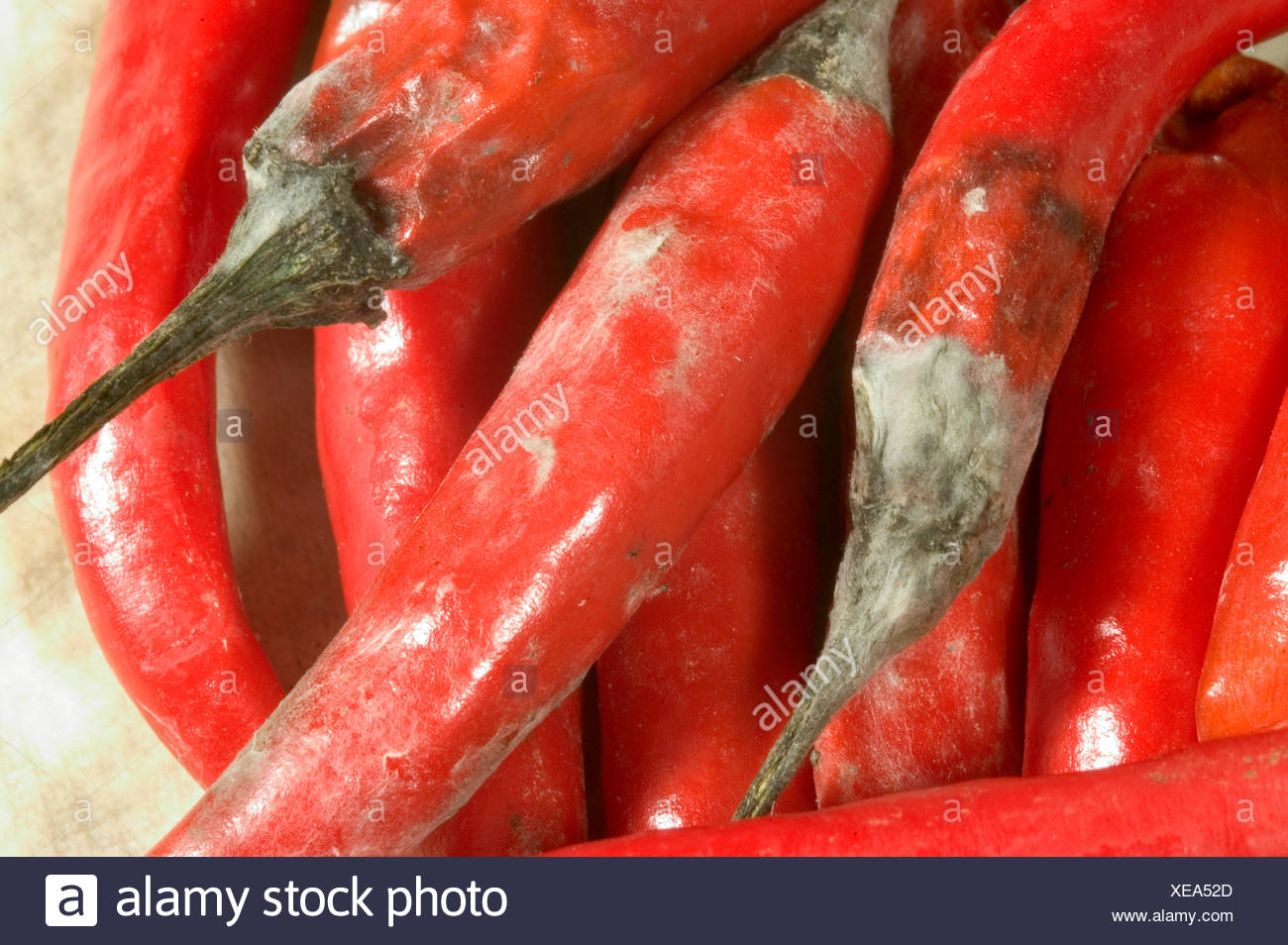 Grey Mould (botrytis Cinerea) High Resolution Stock Photography and ...